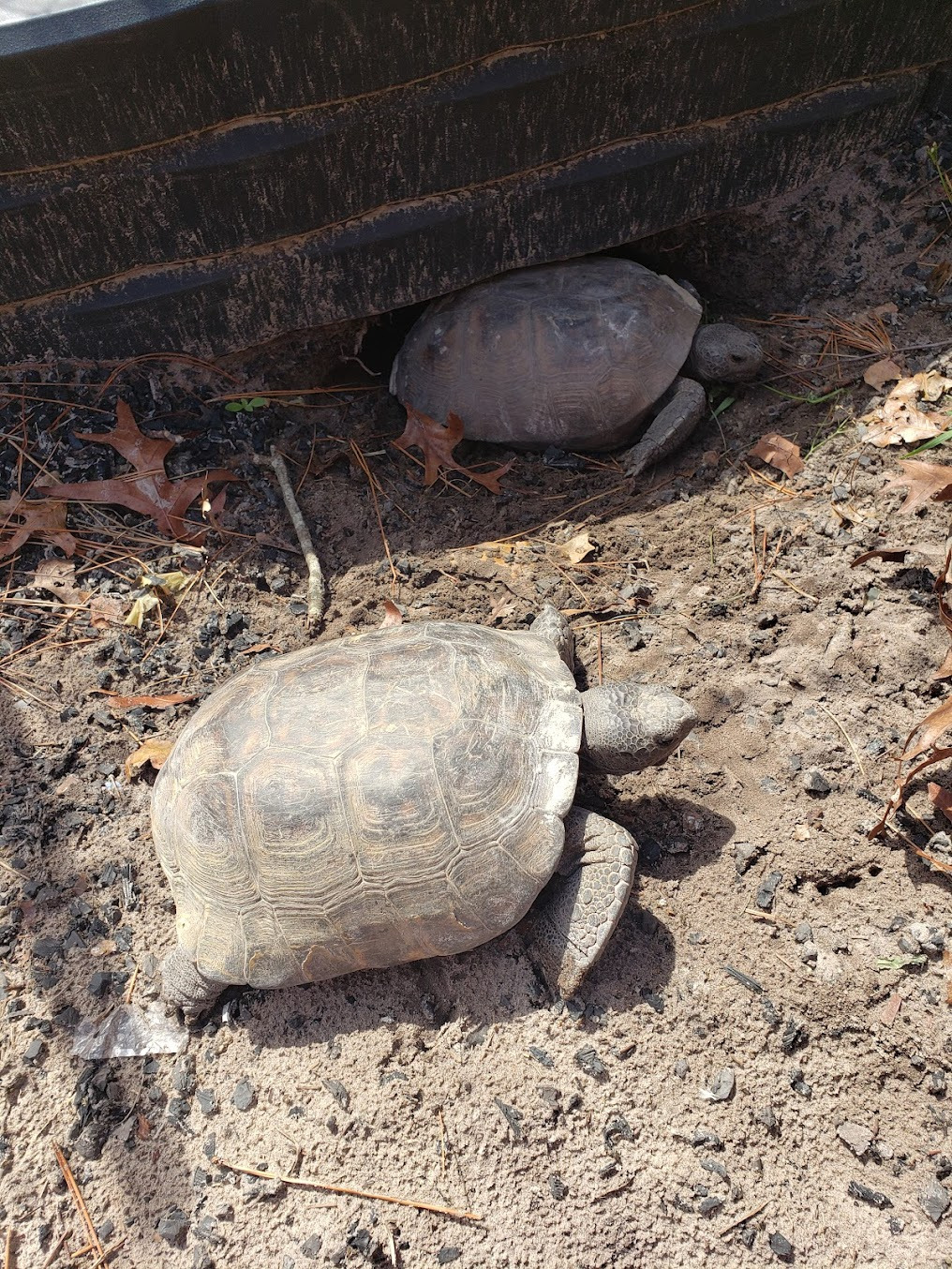 Tortoises in the park