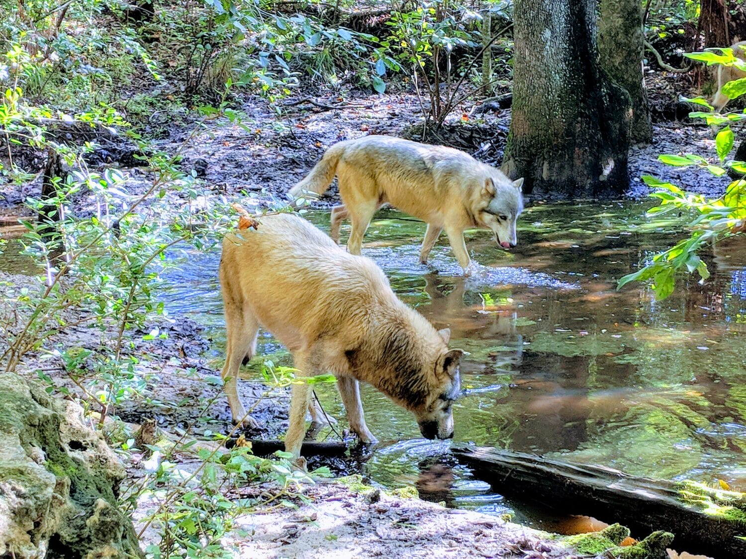 Two majestic gray wolves roam in their natural habitat at Seacrest wolf preserve