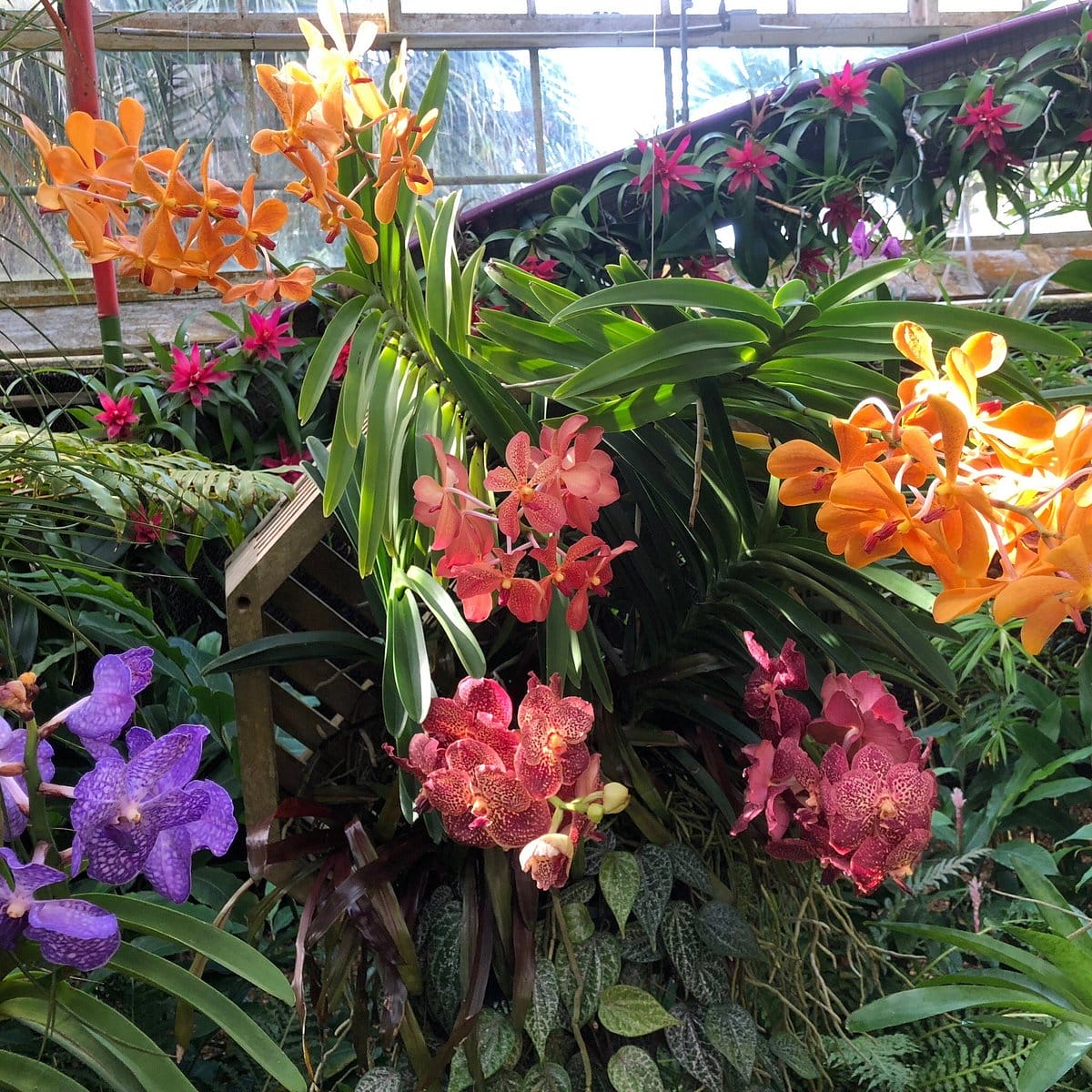 Various kinds of orchids.