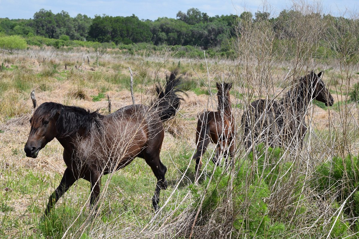 wild horses within the park