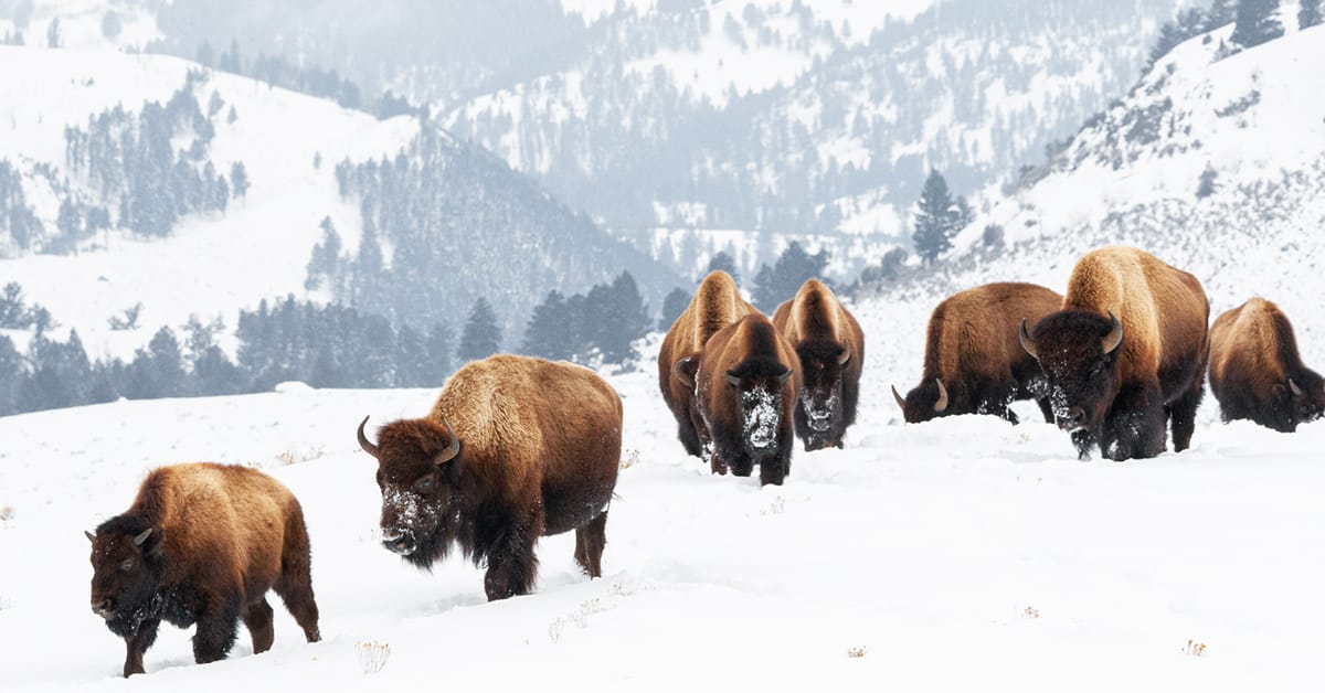 A herd of buffalo in Yellowstone National Park.