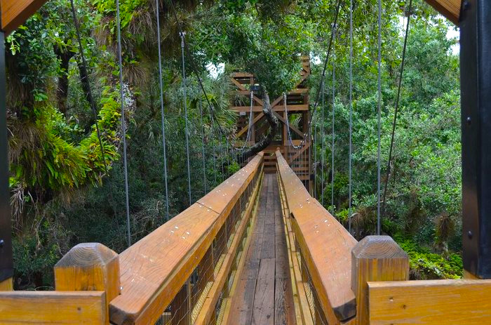 a perspective from the canopy walk itself, where the wooden planks and railings lead us forward, surrounded by the rich textures and colors of the forest fb