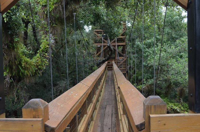 a perspective from the canopy walk itself where the wooden planks and railings lead us forward surrounded by the rich textures and colors of the forest