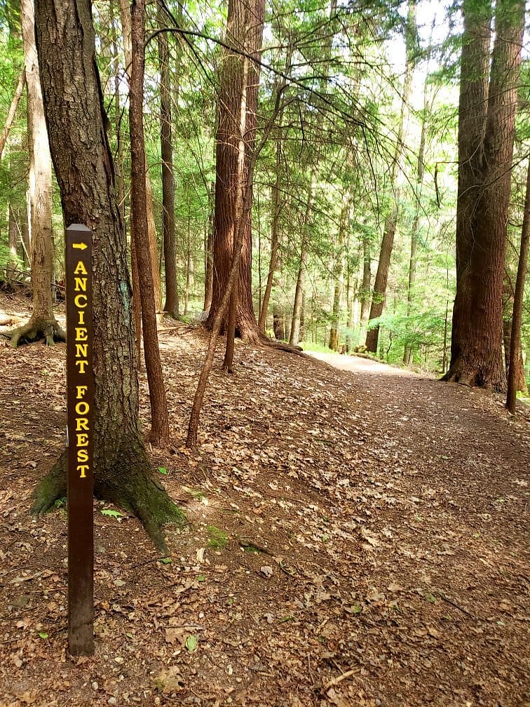 An image of the trail in the park