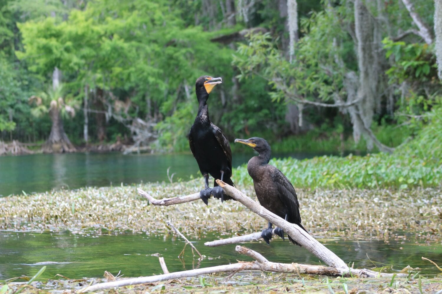 Bbeautiful cormorants hanging out around the park