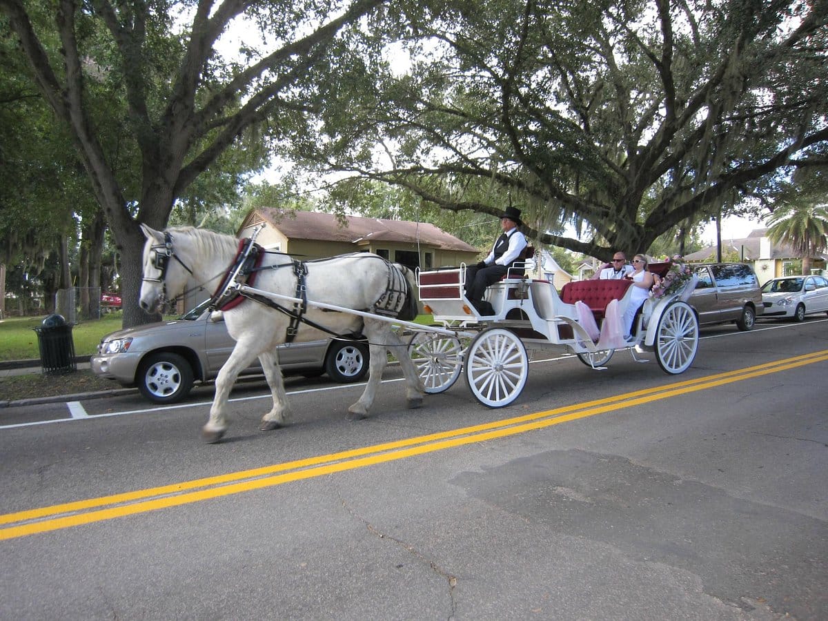 A white horse pulling a carriage with passengers, driven by a coachman, shares the road with modern vehicles under the shade of large trees.