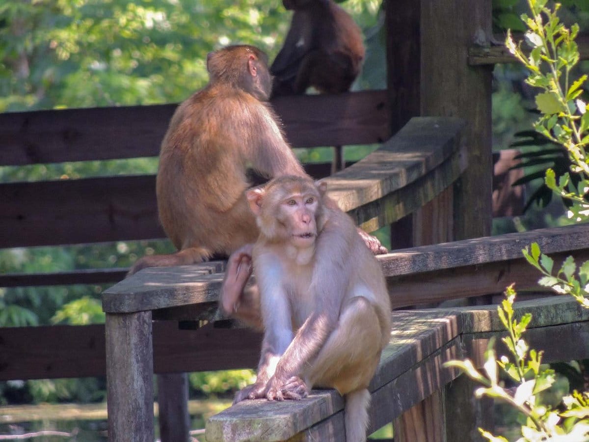 Monkeys at the park