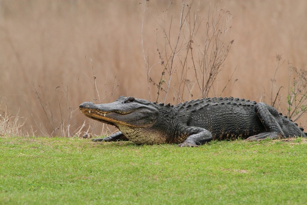 An alligator within the park