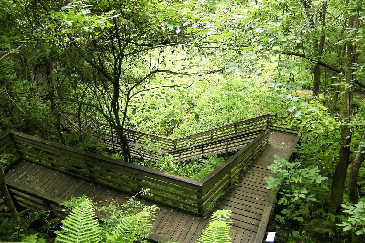The stairs going down surrounded by lush greeneries