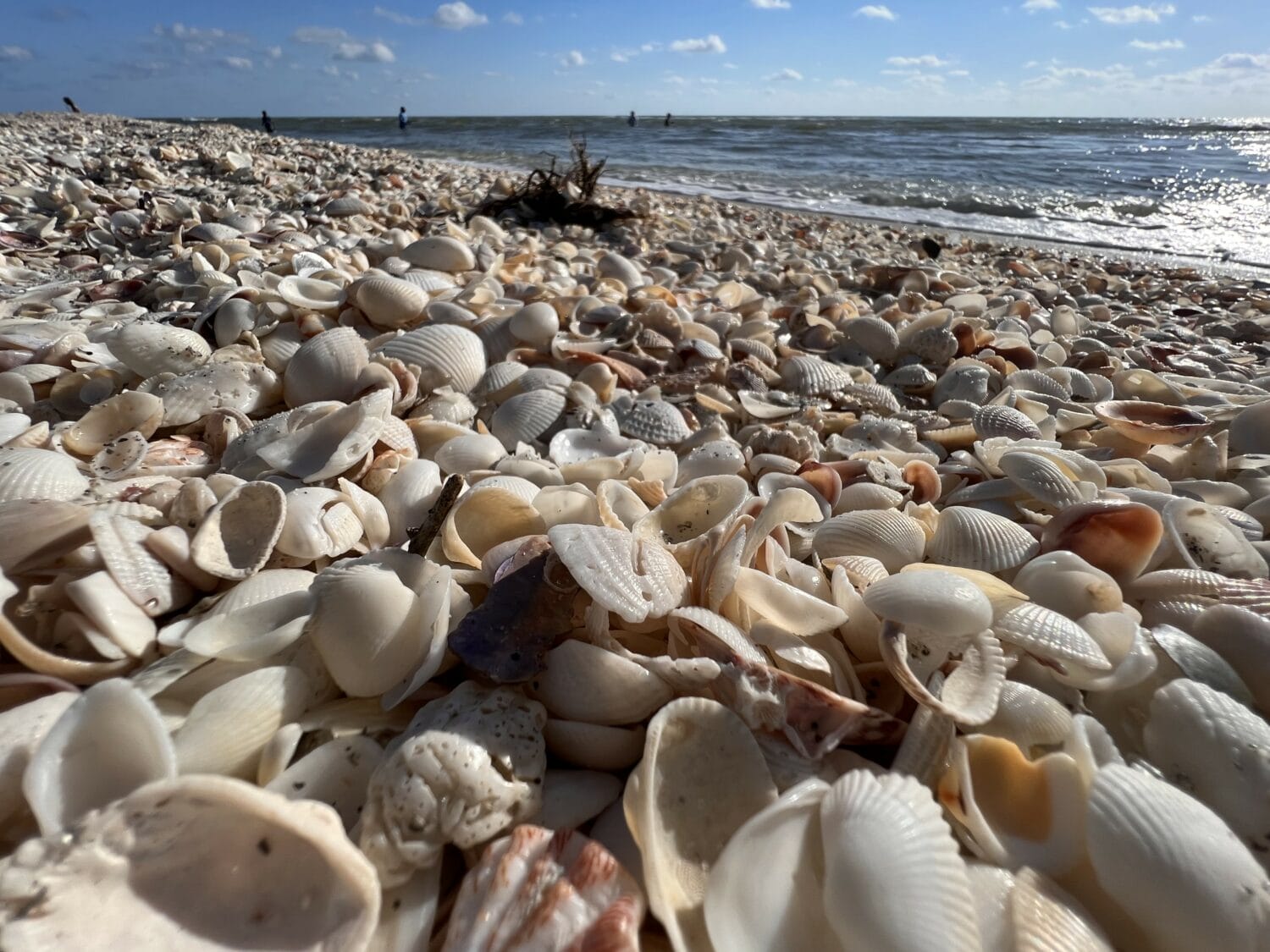 a beach with an abundance of seashells scattered along the shoreline with waves gently crashing in