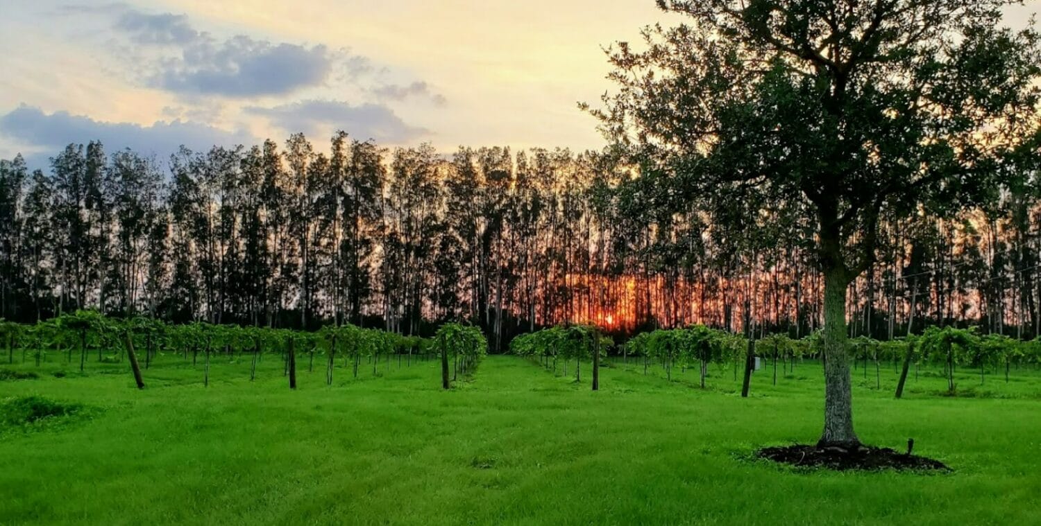 a beautiful sunset view of the winery