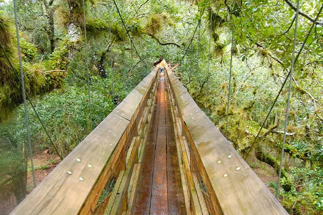 a beautiful view of myakka rivers canopy walkway