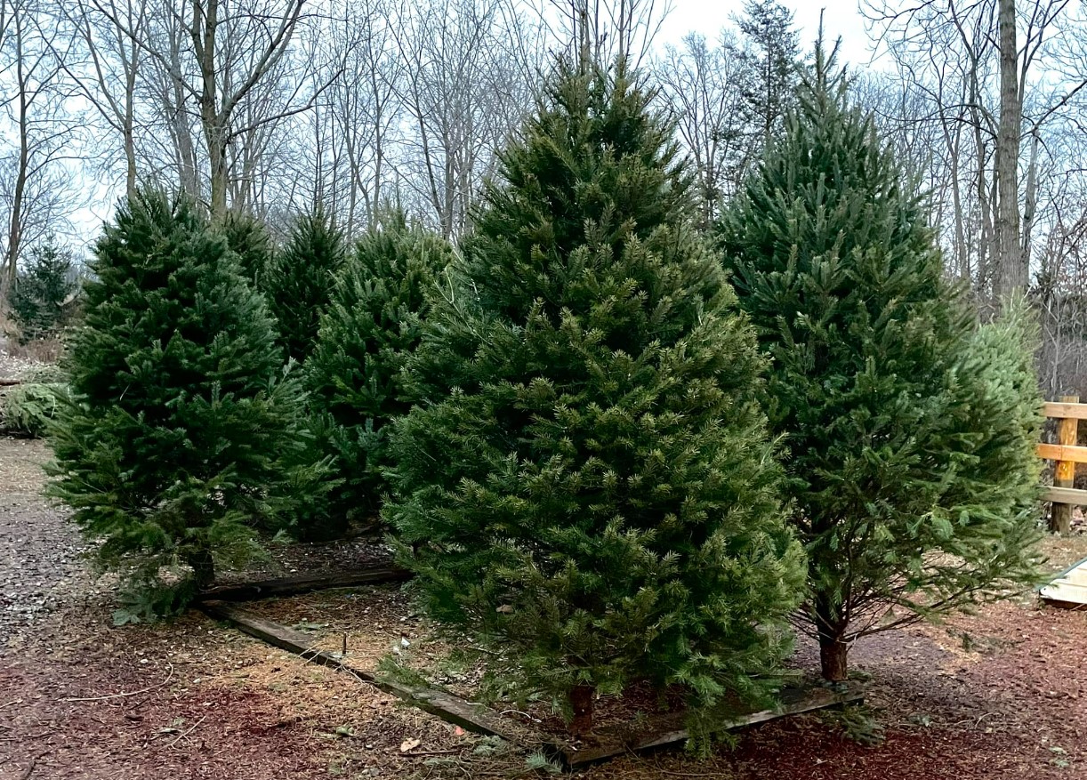a bunch of trees at loveberrys tree farm