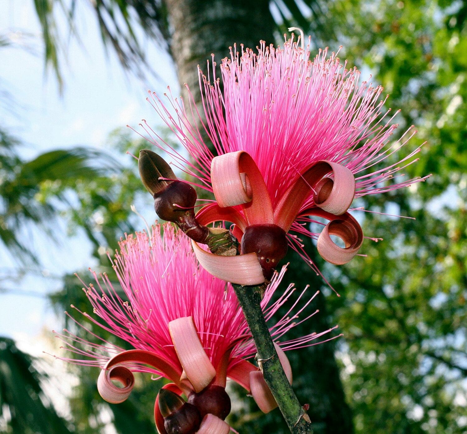 a close up of a striking pink shaving brush tree flower with detailed stamens and curled petals