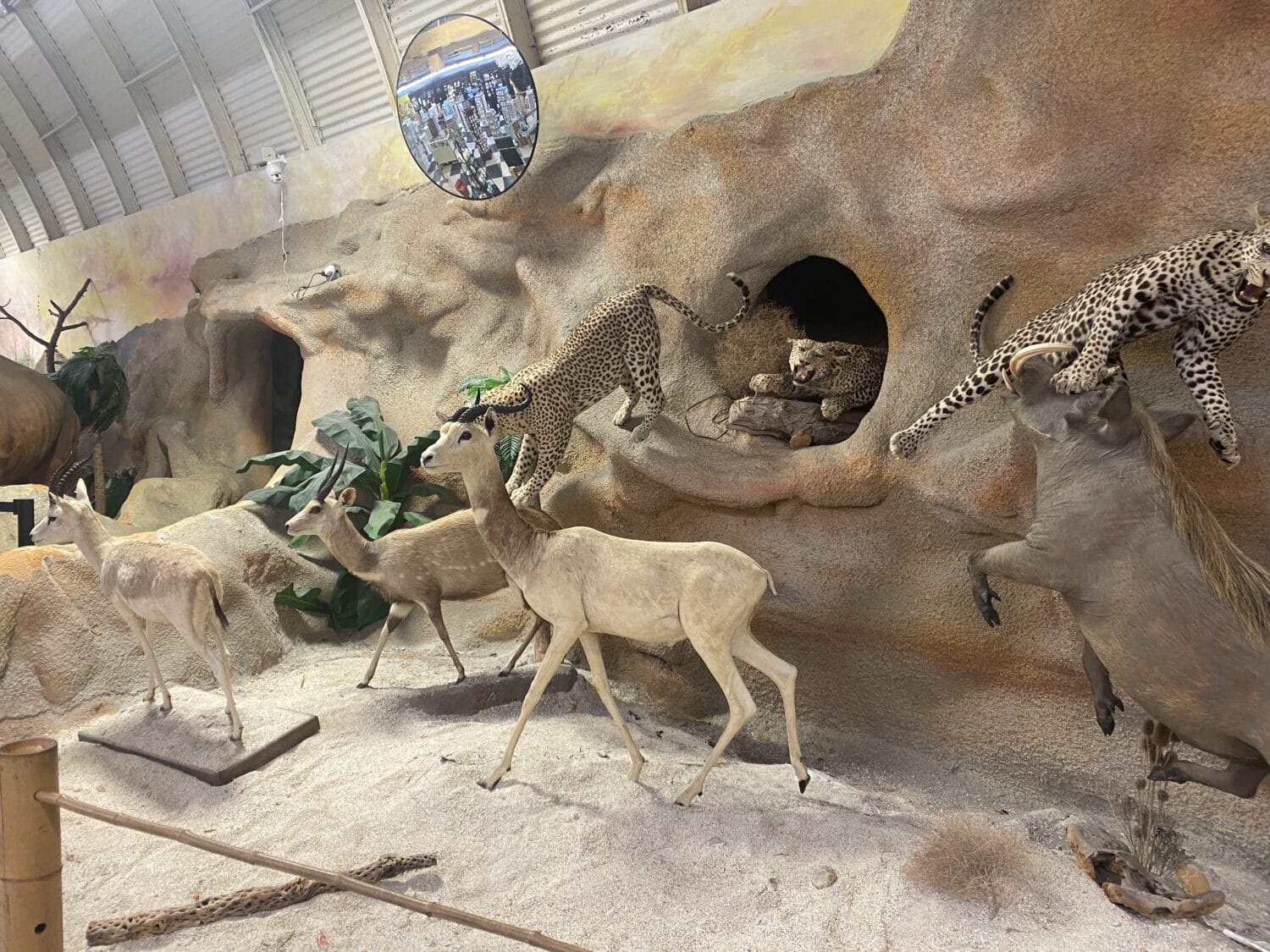 a diorama depicting a dynamic scene of african wildlife with antelopes and leopards in a simulated natural environment