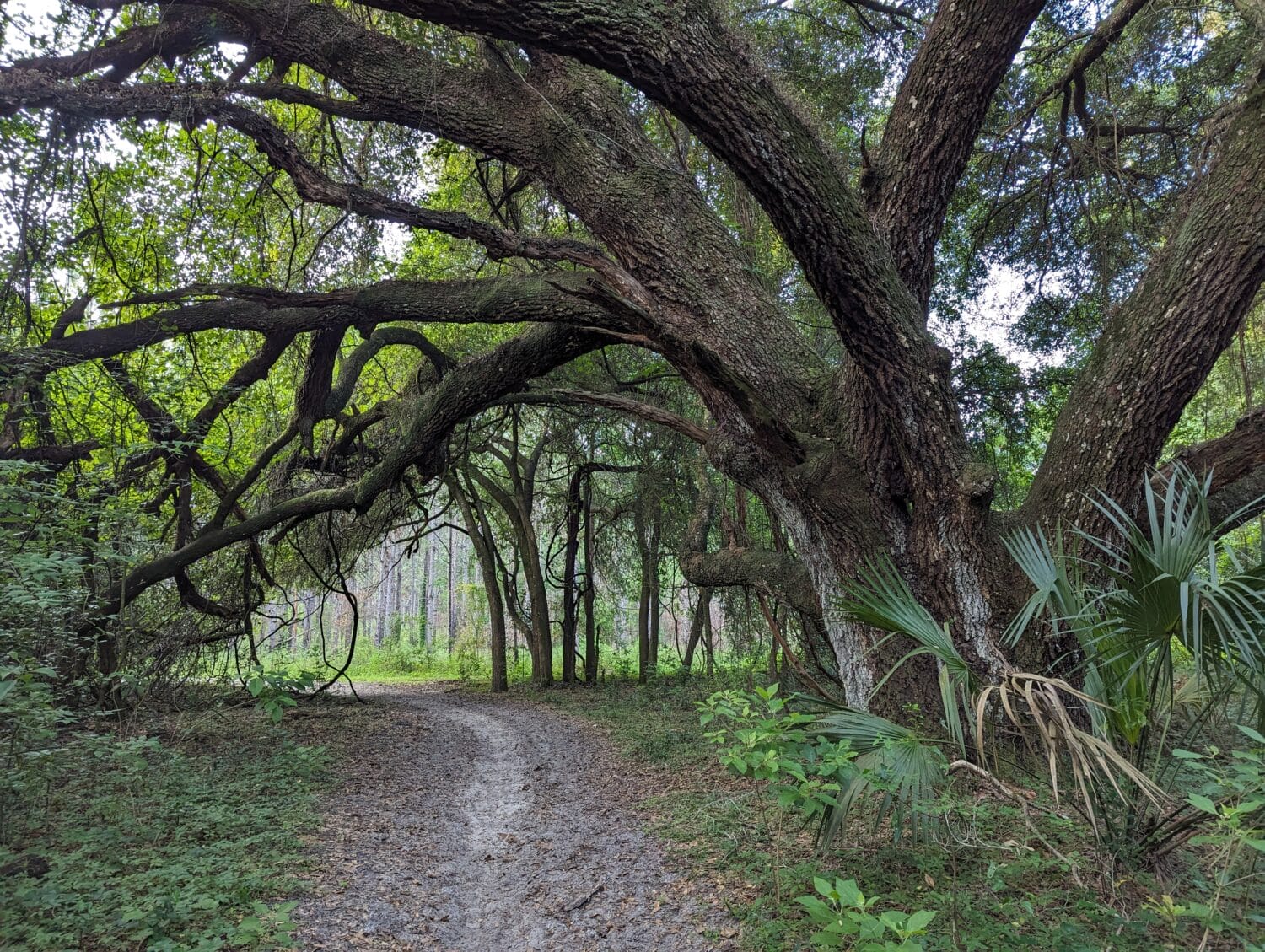 a forest trail shaded by sprawling oak branches inviting a tranquil walk in a natural setting
