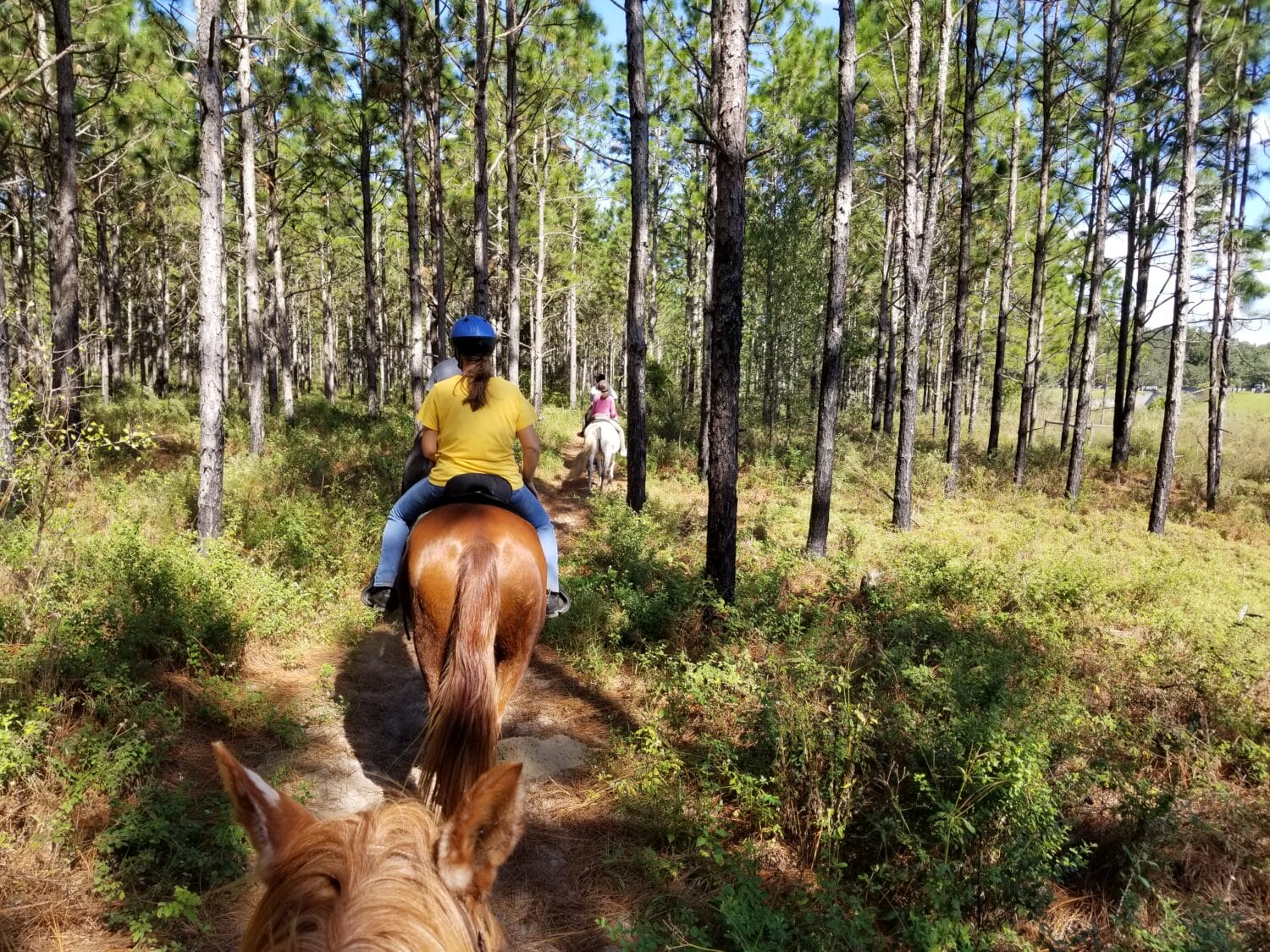 a group of riders on horseback enjoying a sunny day on a trail through a pine forest