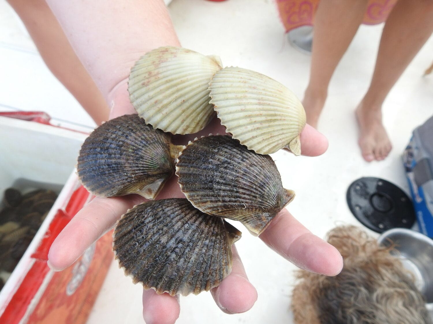 A handful of baby scallops.
