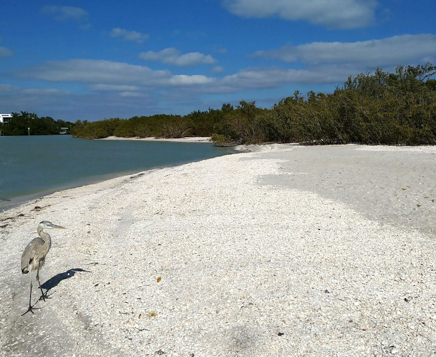 a heron stands on a shell covered beach with tranquil waters and lush greenery in the background