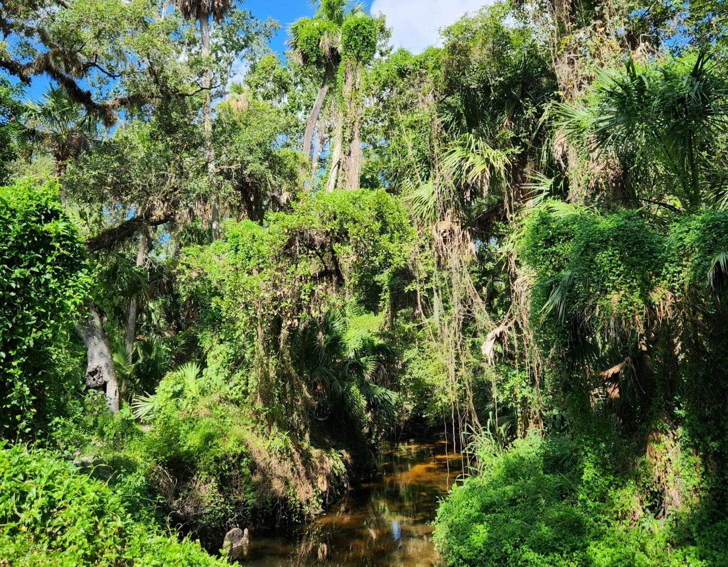 a lush green florida waterway lined with dense tropical vegetation and trees draped in spanish moss