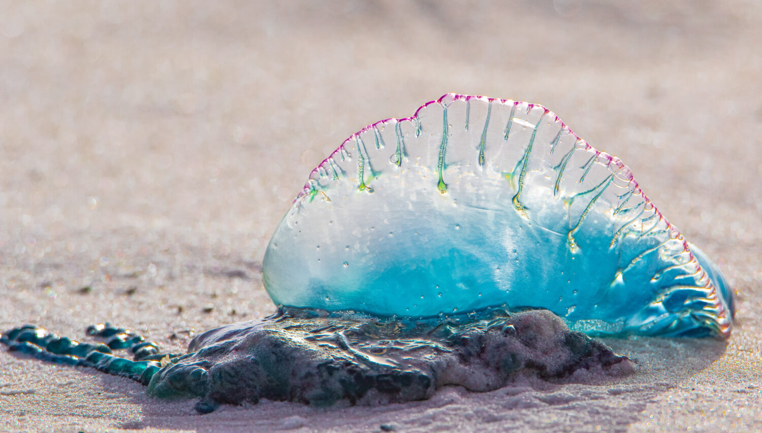 a magical sea creature found in gulf islands national seashores