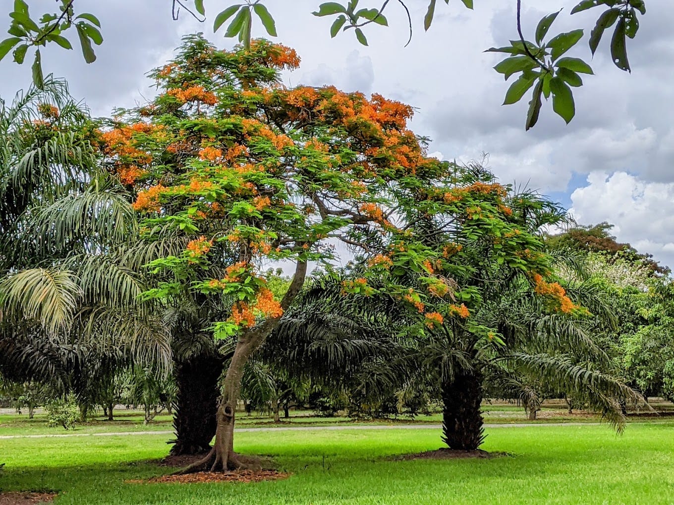 a majestic poinciana tree with fiery orange blooms standing tall in a lush field
