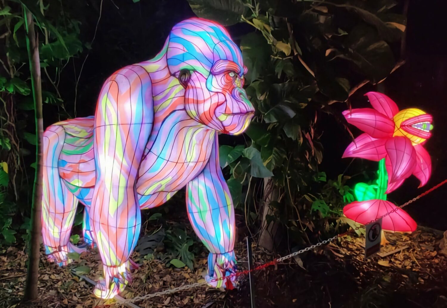 a multicolored illuminated gorilla sculpture next to a glowing pink flower part of the luminosa festival located at jungle island