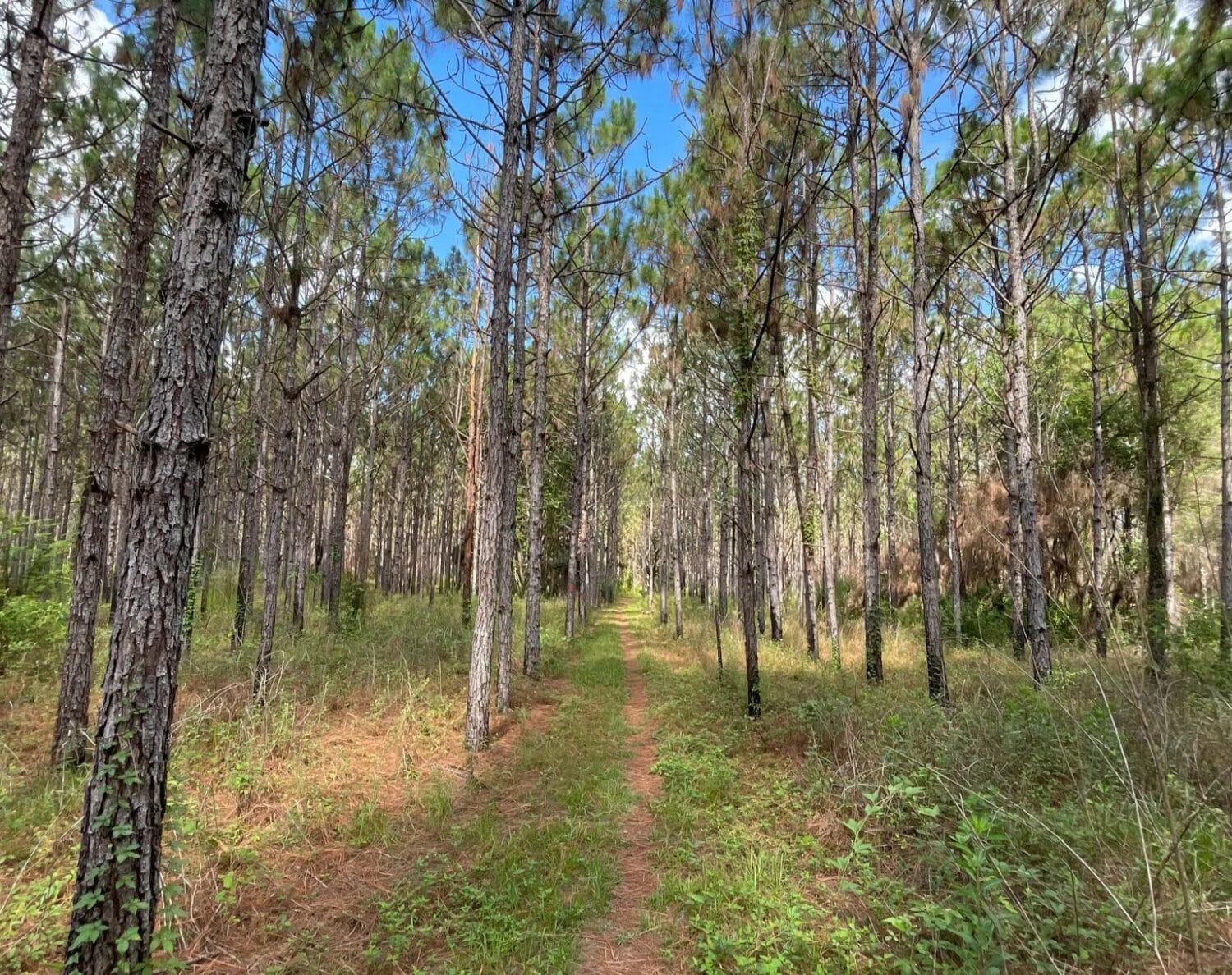 a narrow path winds through a dense pine forest offering a serene walk through nature