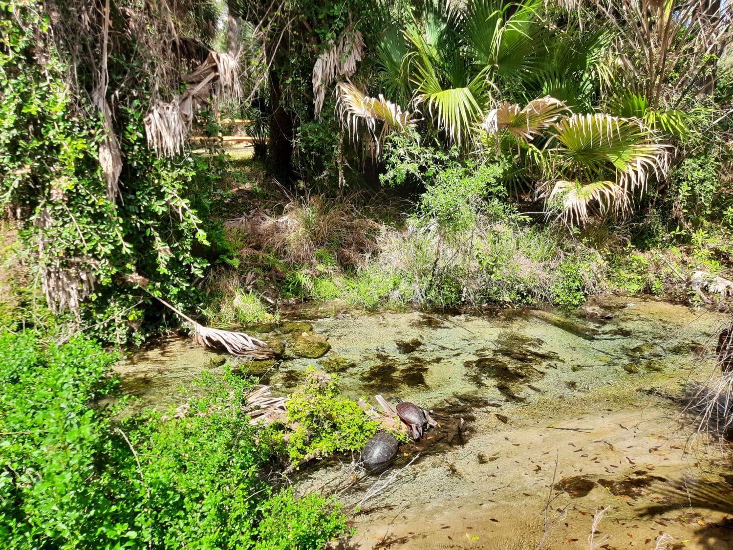 a natural spring with clear water showcasing underwater plants surrounded by tropical vegetation and a turtle on the bank