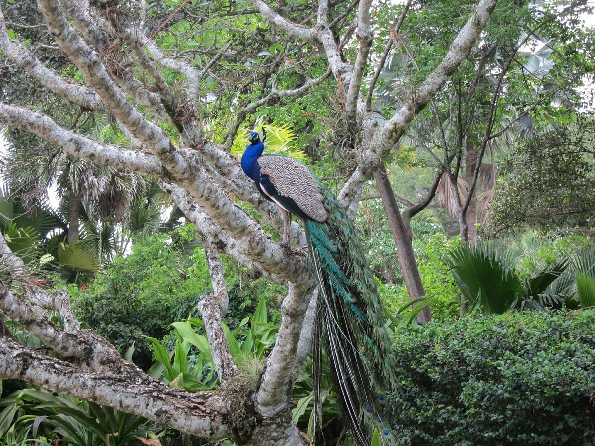 a peacock perched on a tree branch displaying its colorful feathers at flamingo gardens
