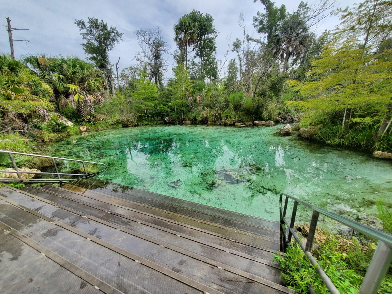 a photo of the spring with clear water surrounded by greenery