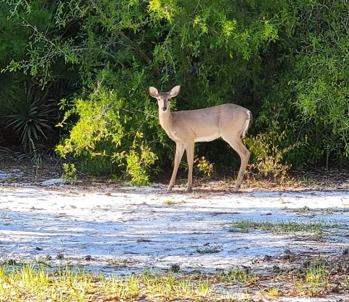 a picture of a deer in the park