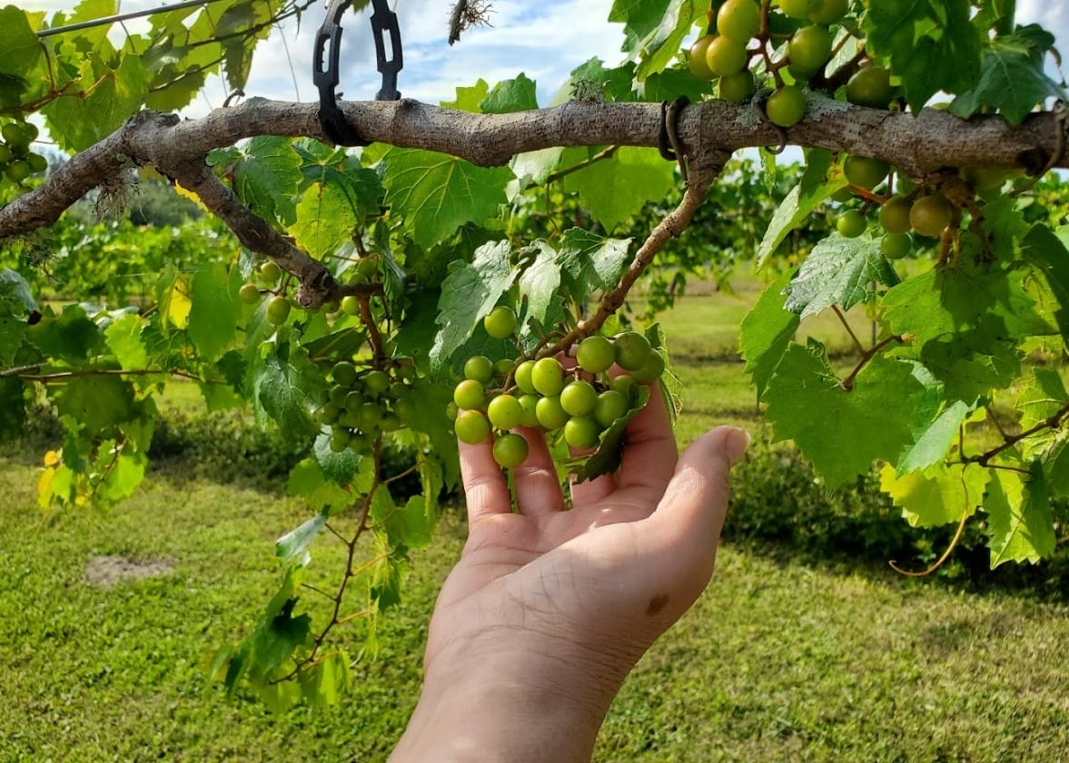 a picture of the winers grapes