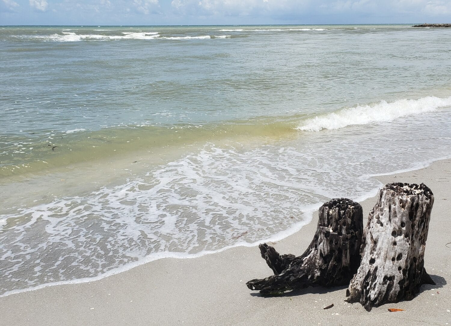 a serene beach scene with gentle waves lapping at the shore next to a pair of weathered driftwood stumps on the sand