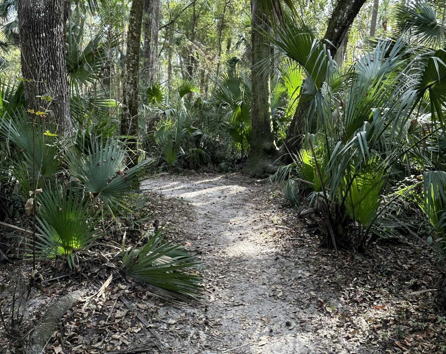 a serene walking path surrounded by native palmetto plants in a florida nature reserve