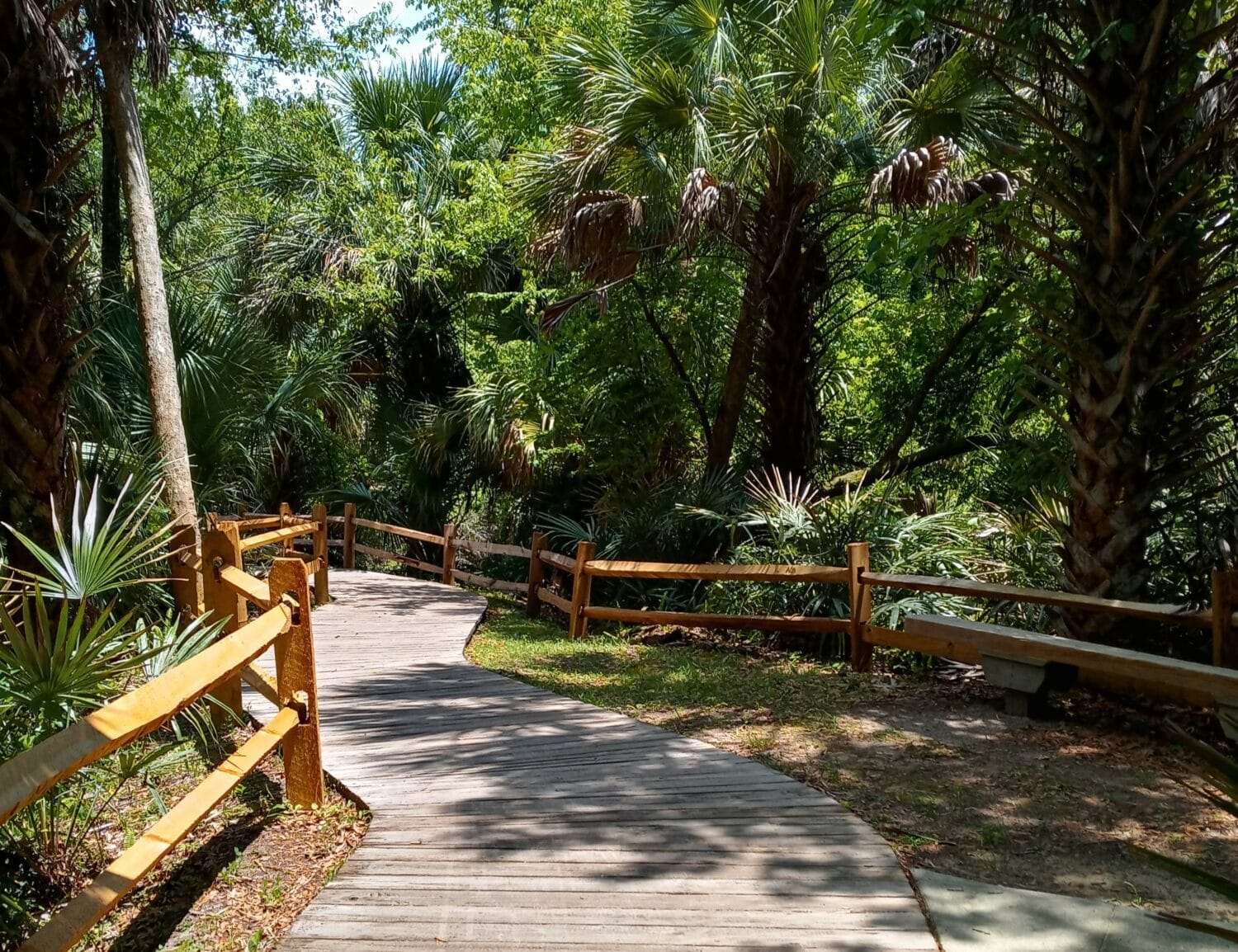 a shaded wooden boardwalk winding through a verdant forest with abundant tropical flora