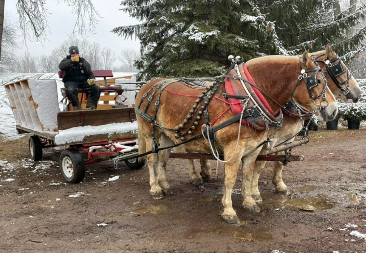 a sleigh ride at the tree farm