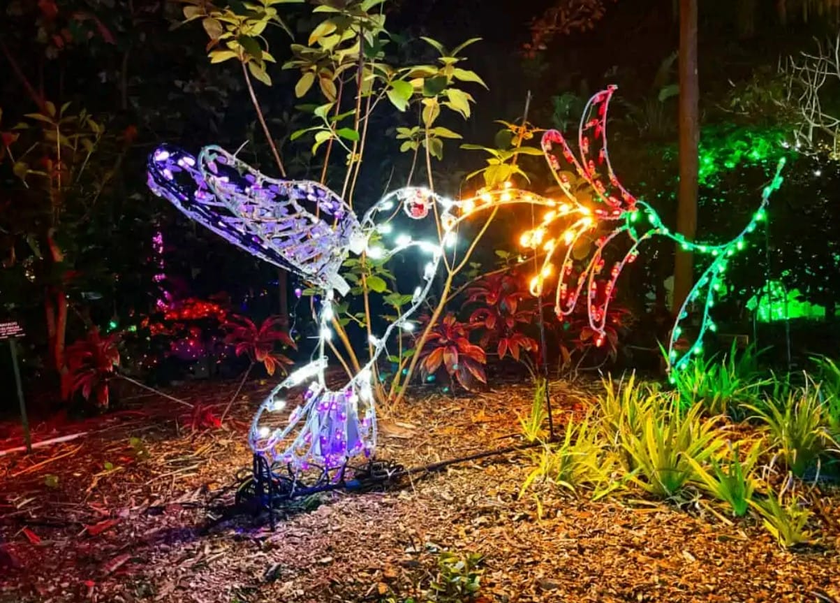 a stunning lights display inside the garden