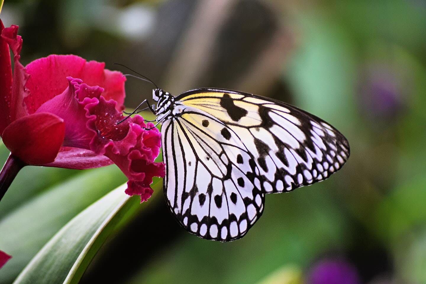 a stunning shot of a butterfly