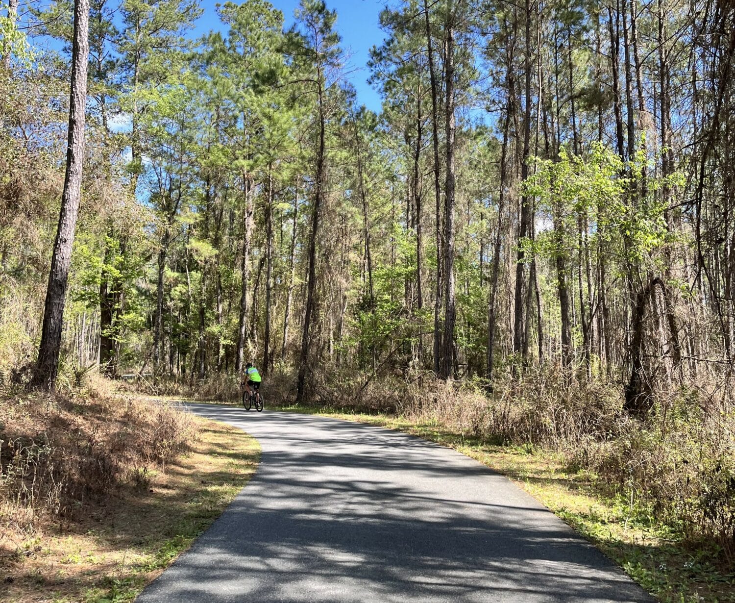 a sunny paved trail through a tall pine forest with a cyclist in bright attire enjoying a ride in this serene natural environment