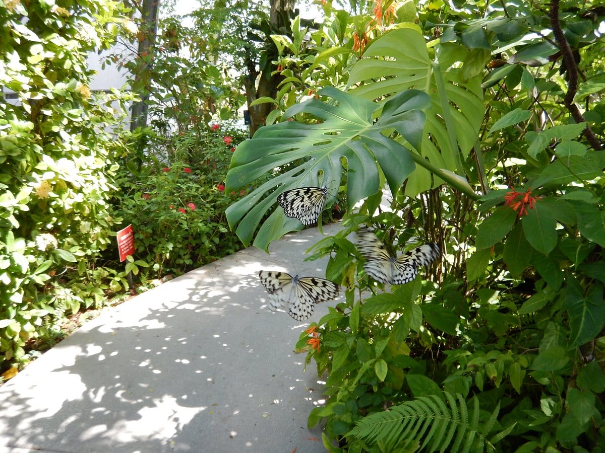 a trail in the garden with butterflies flitting around