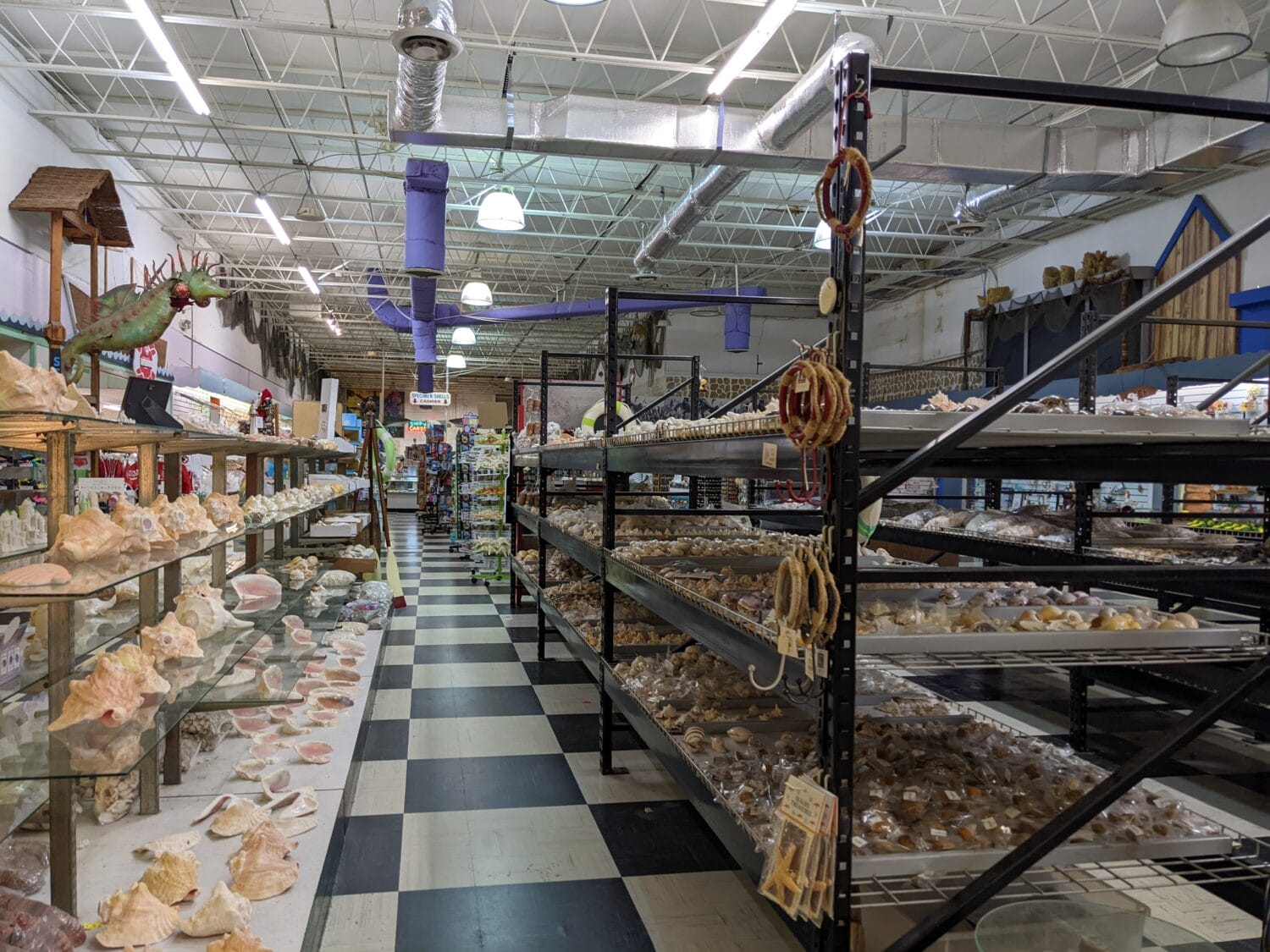an aisle inside a large store showcasing an extensive variety of sea shells on shelves with a checkered floor leading the eye through the space