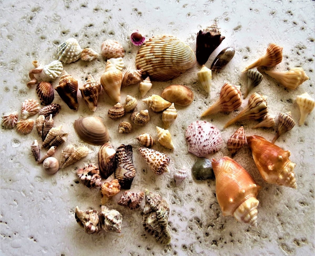 an assortment of colorful seashells collected on a sandy beach displaying a variety of shapes and sizes