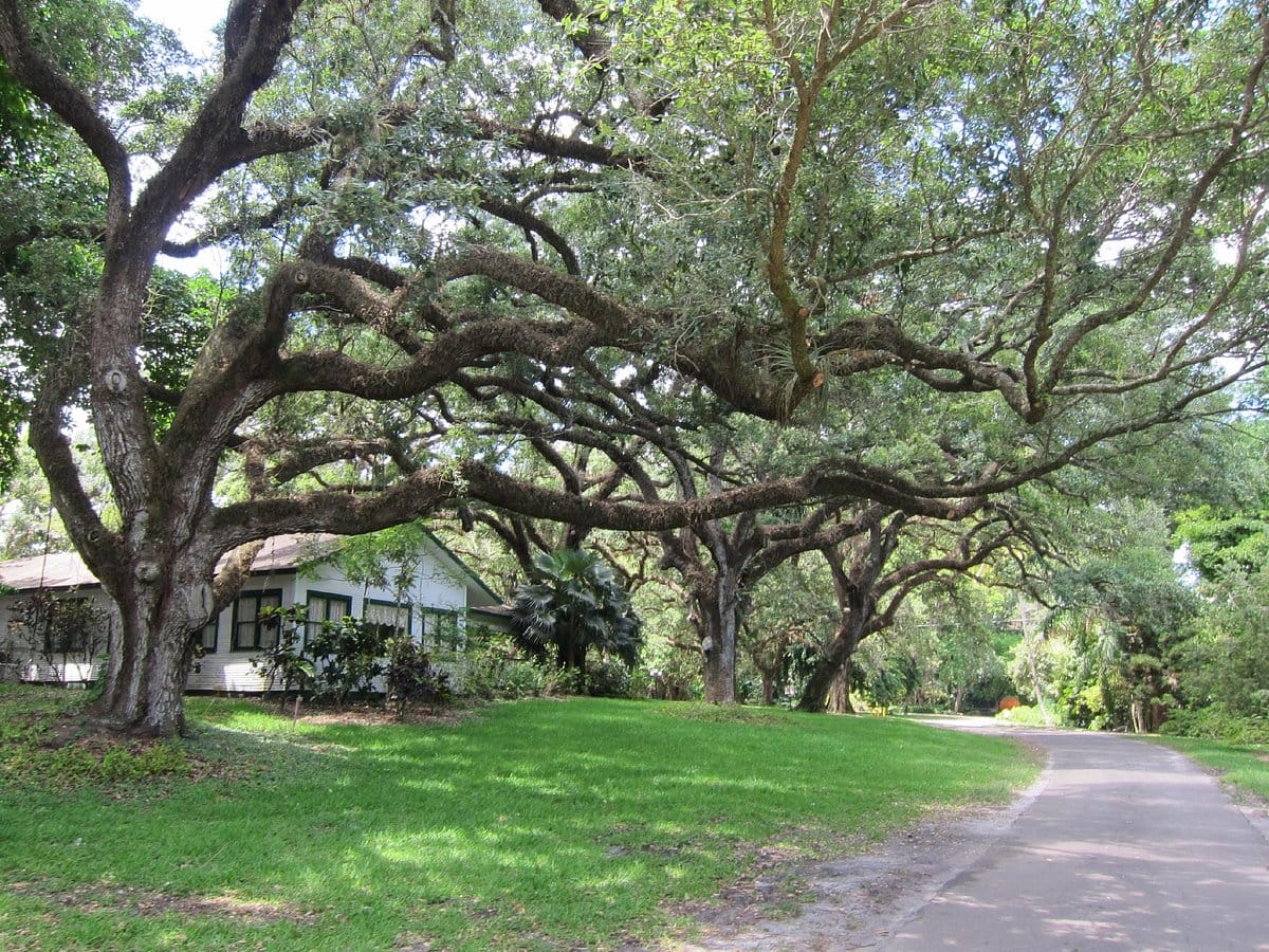 an expansive live oak tree with sprawling branches shades a classic white house