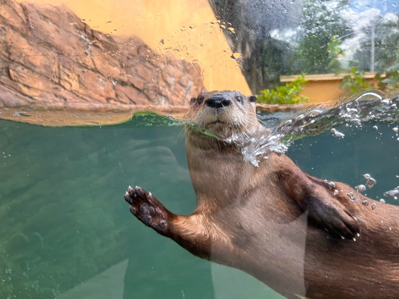 an otter playfully swimming up to the glass of its aquarium habitat reaching out with a paw