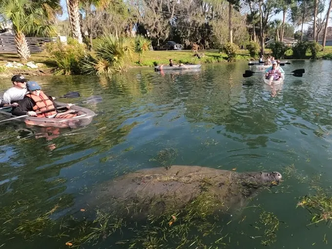 Crystal River 8