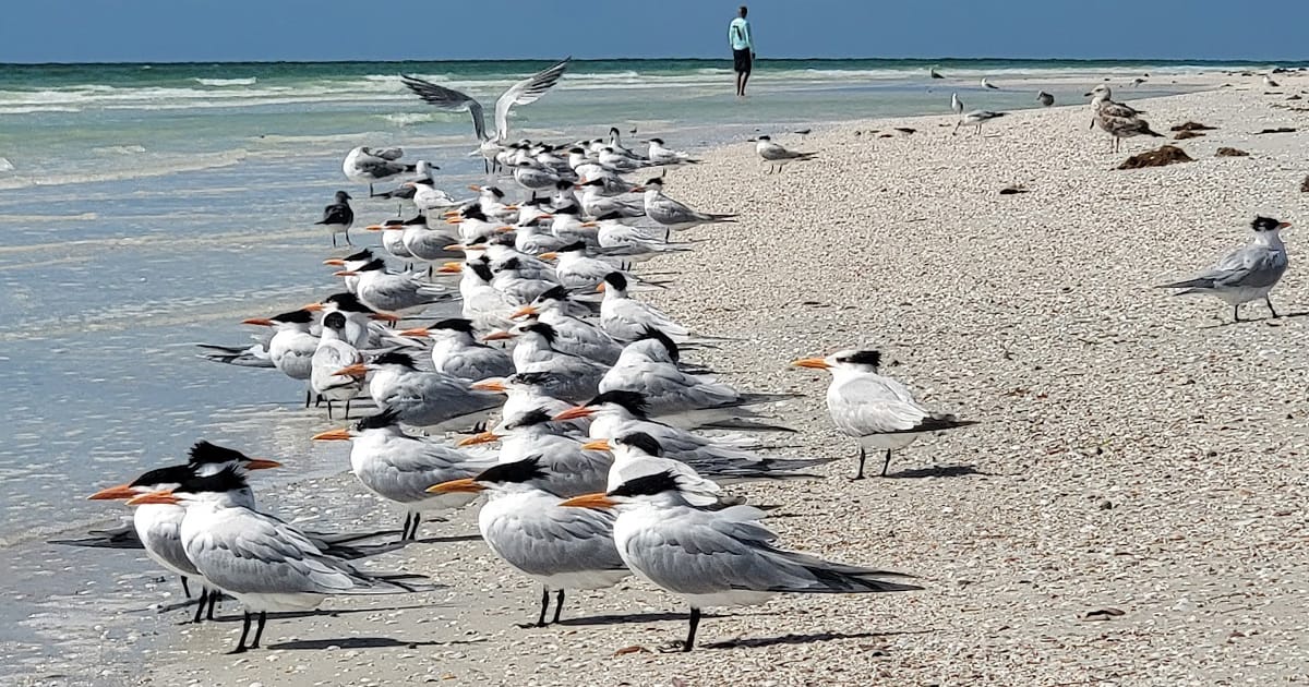 Flock of Birds resting on the seas shore at Anclote Key Preserve
