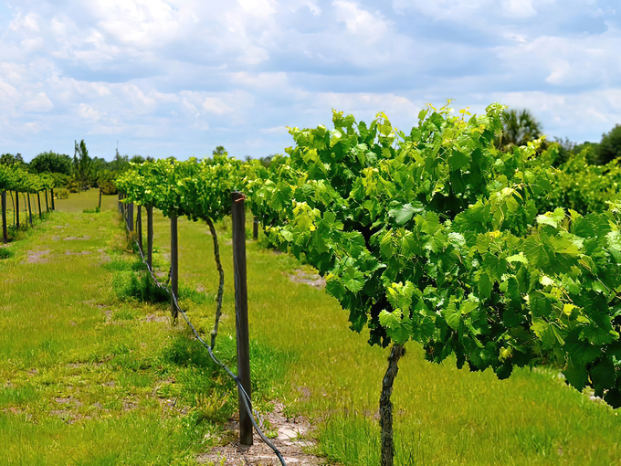 Henscratch Farms Vineyard & Winery 4