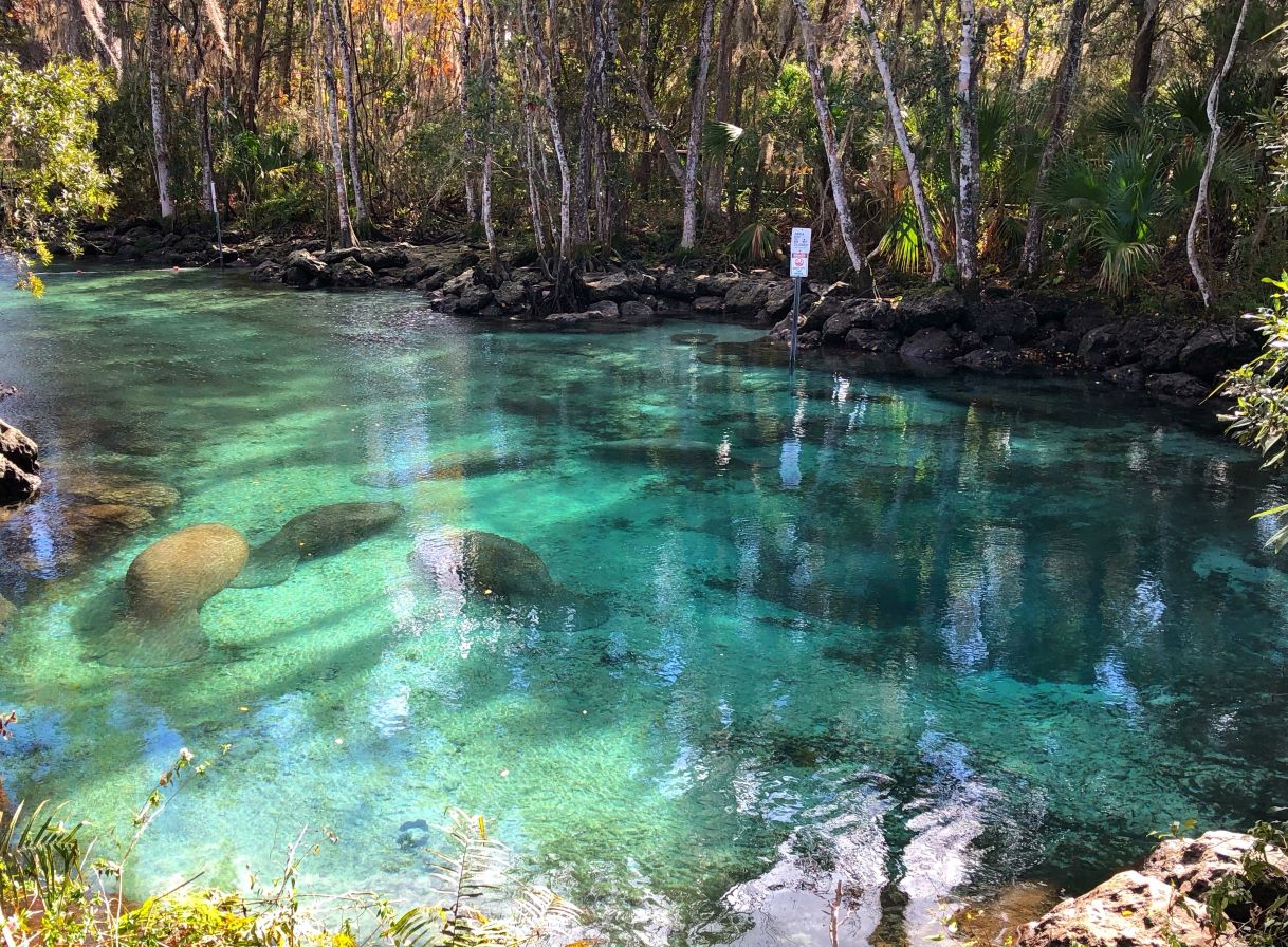 Manatees showing through the crystal clear waters of Three Sisters Springs