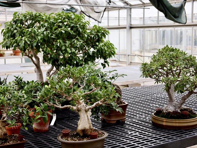 matthaei botanical gardens 8